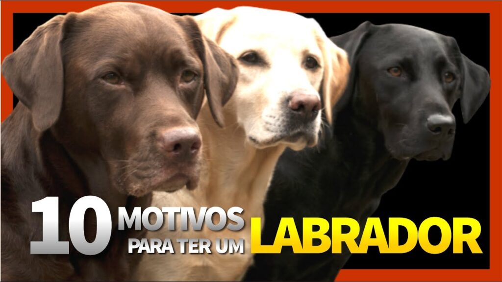 Sinpatinhas, tudo você precisa saber | Guia Animal