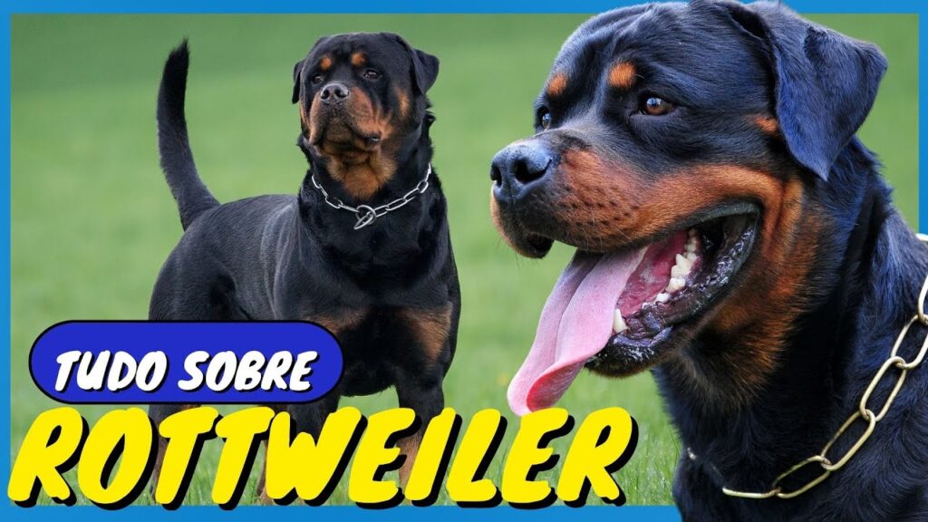 Sinpatinhas, tudo você precisa saber | Guia Animal